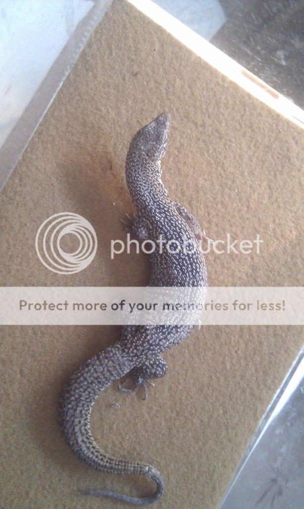 Storrs Monitors (Varanus Storri) for sale - Hampshire. | Reptile Forums