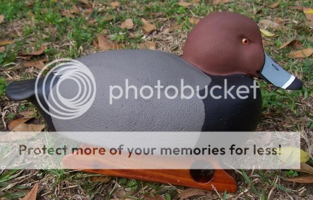 Redhead drake | Duck Hunting Forum